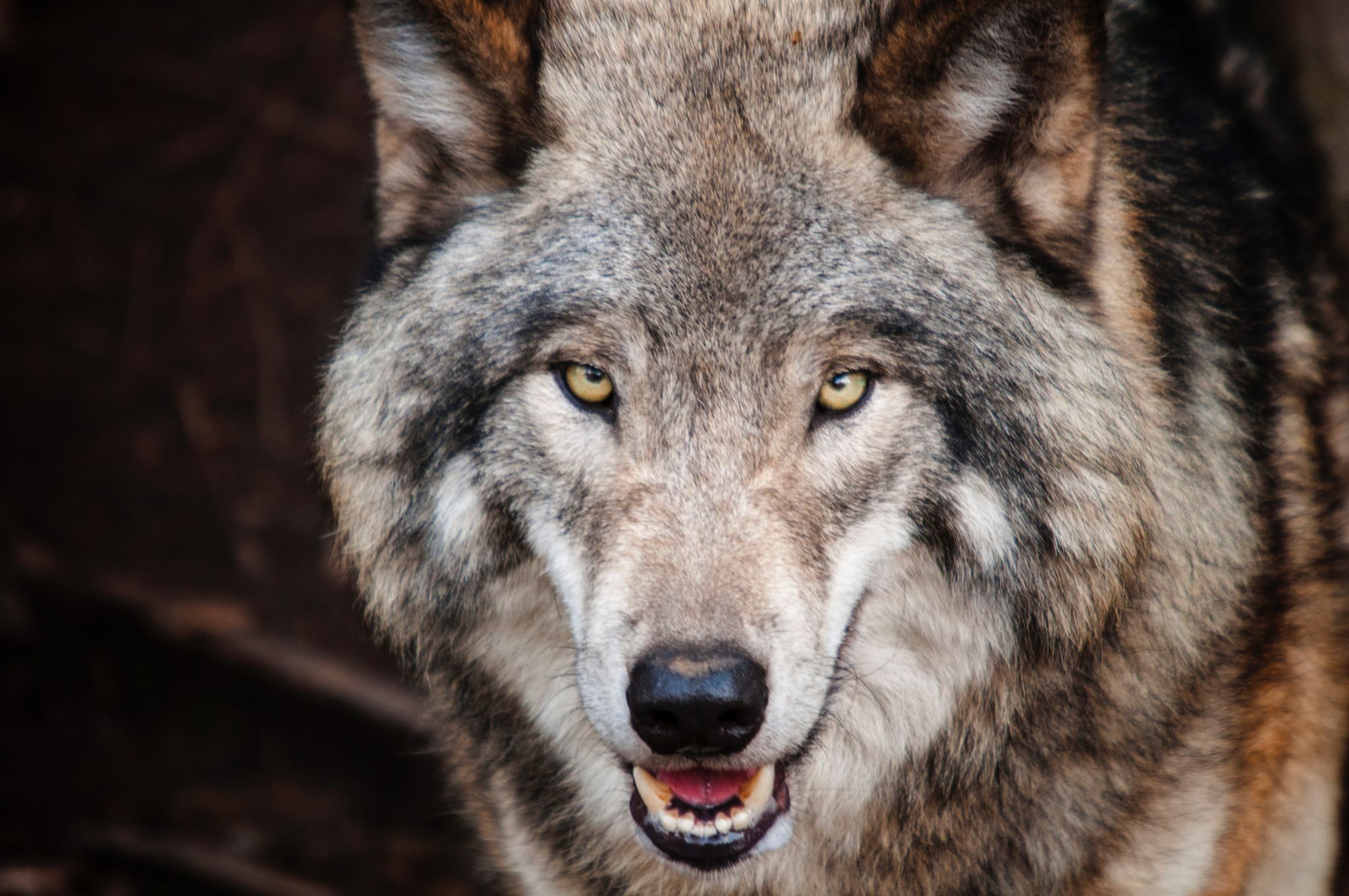 Mission Wolf - Westcliffe Inn